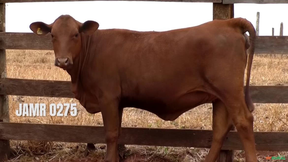 Bezerros Senepol | Preço Venda Compra - MF Rural