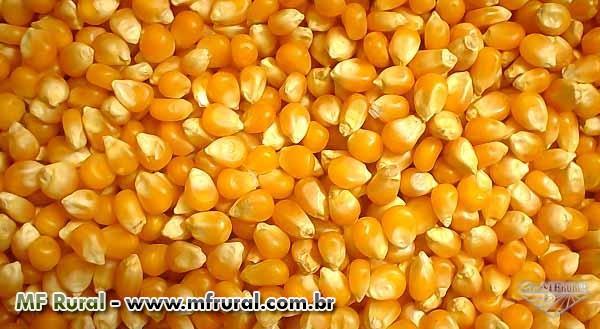 Compro Milho Grão em Santa Inês MA à venda. Compre direto 181066