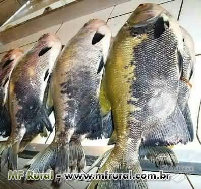 Peixe Tambatinga Tambaqui em Palmas TO à venda. Compre direto 248677