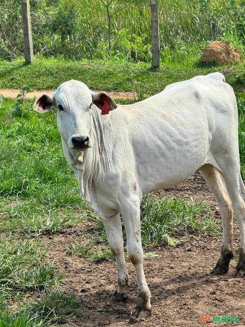 Garrotes E Bezerros em São Luiz do Paraitinga SP à venda. Compre 851130