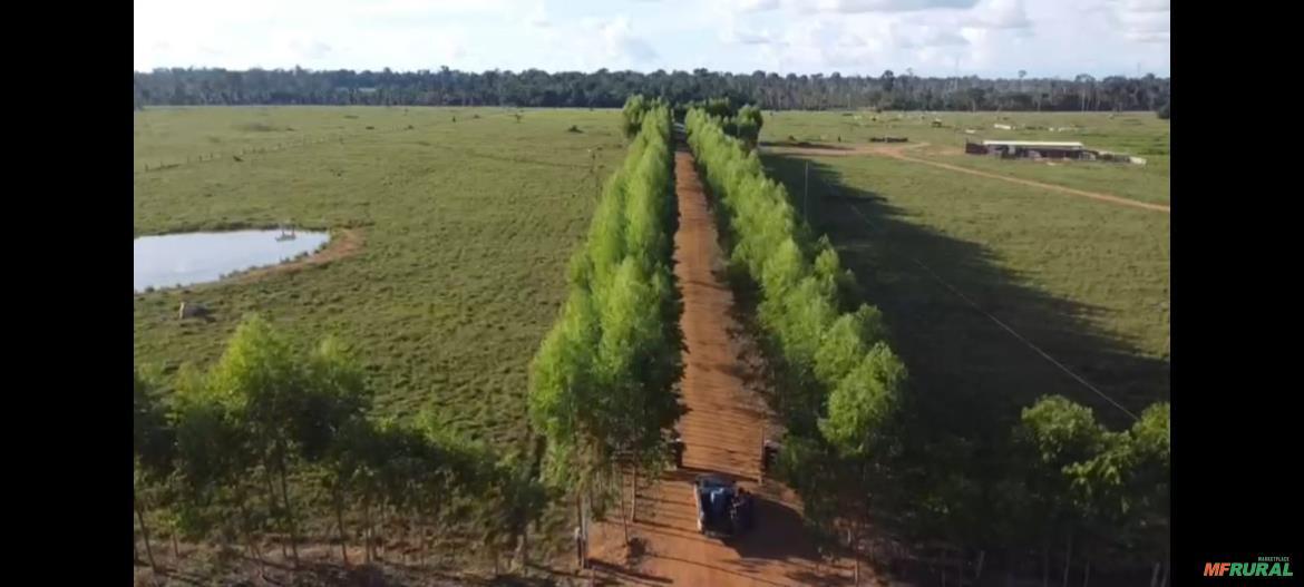 Fazenda Dupla Aptidão 342,72 Hectares Escriturada E Destocada 659503