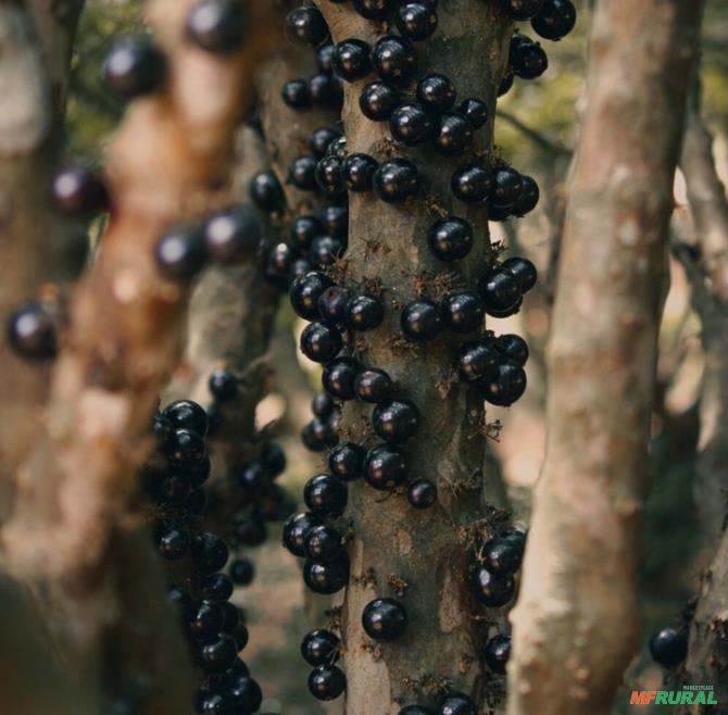 Jabuticaba Congelada em São Luiz do Paraitinga SP à venda. 721383