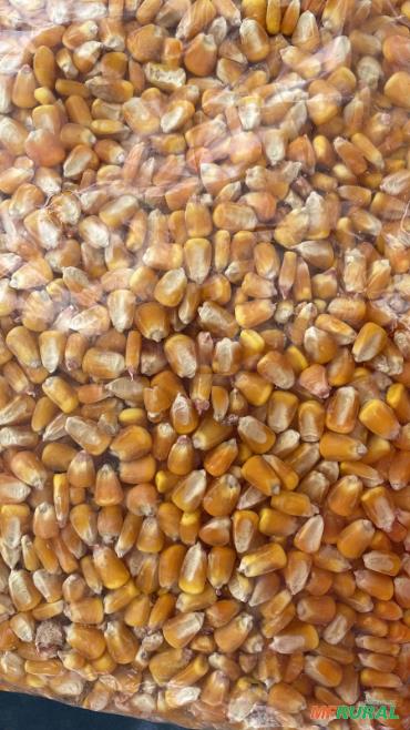 Milho em Grão em Primavera do Leste MT à venda. Compre direto 724069