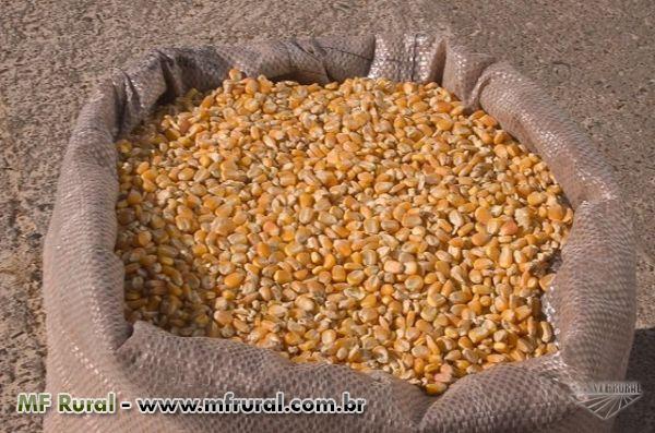 Saco de Milho 60Kg em Pirapora MG à venda. Compre direto 214578