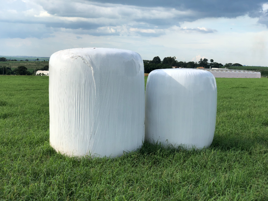 Feno Pre Secado em Holambra SP à venda. Compre direto do vendedor 649496