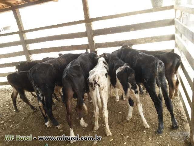 Compro Gabiru em Mg em Patos de Minas MG à venda. Compre direto 187901
