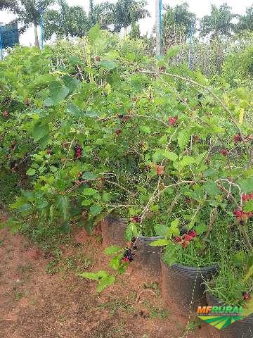 Mudas de Amora à venda com preço