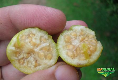Mudas de Araça à venda com preço