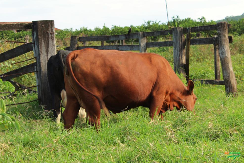 Bezerros Senepol em São Paulo | Preço Venda Compra - MF Rural