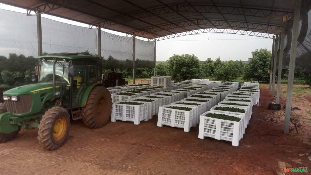 Caixa Granel | Preço Venda Compra - MF Rural