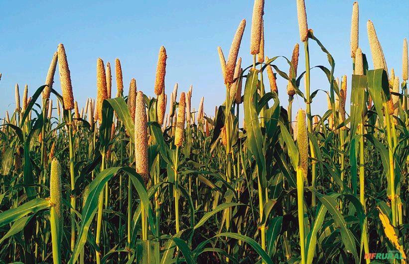 Silagem de Milheto em São Miguel Das Missões Rs em São Miguel 779765