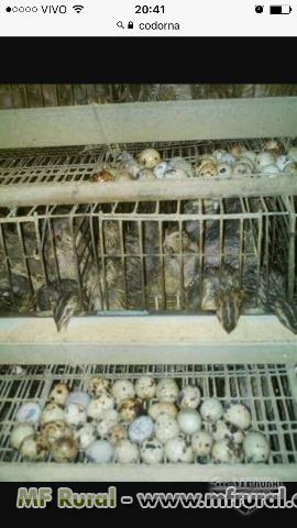 Granja de Codornas Semi Automatica em Santa Maria de Jetibá ES à 252164