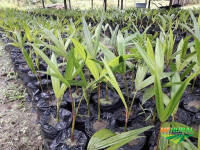 Acai Sementes | Preço Venda Compra - MF Rural