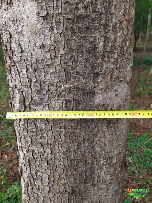 Madeira Cedro | Preço Venda Compra - MF Rural