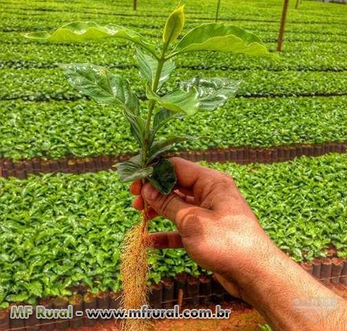 Mudas Cafe | Preço Venda Compra - MF Rural