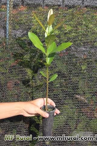 Mudas de Guanandi à venda com preço Guanandi