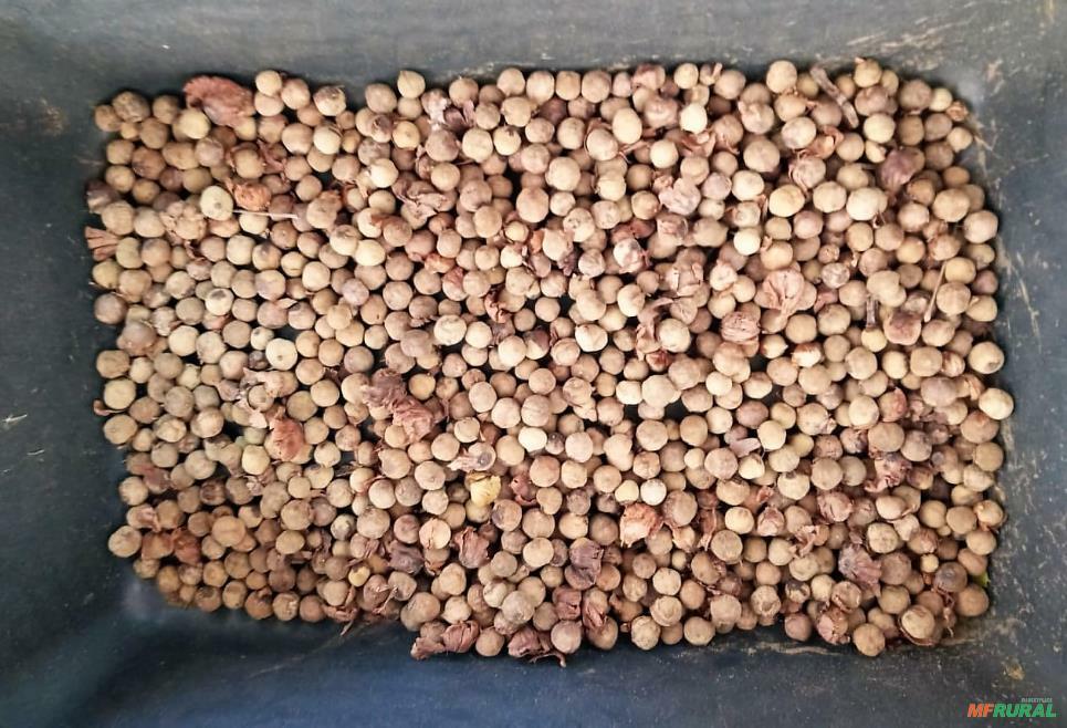 Sementes Mudas Teca | Preço Venda Compra - MF Rural