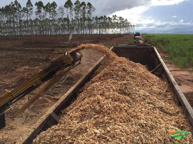 Cavaco Madeira | Preço Venda Compra - MF Rural