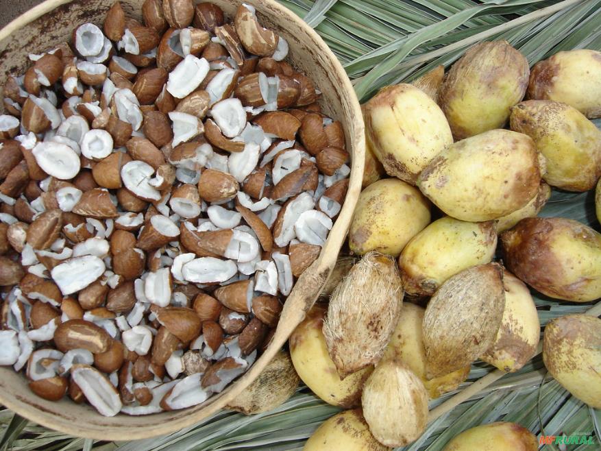 Compro Castanhas do Coco da Gueroba em Goiânia GO à venda. 700405