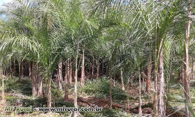 Guariroba ou Gueiroba no Atacado em Piracanjuba GO à venda. 221636