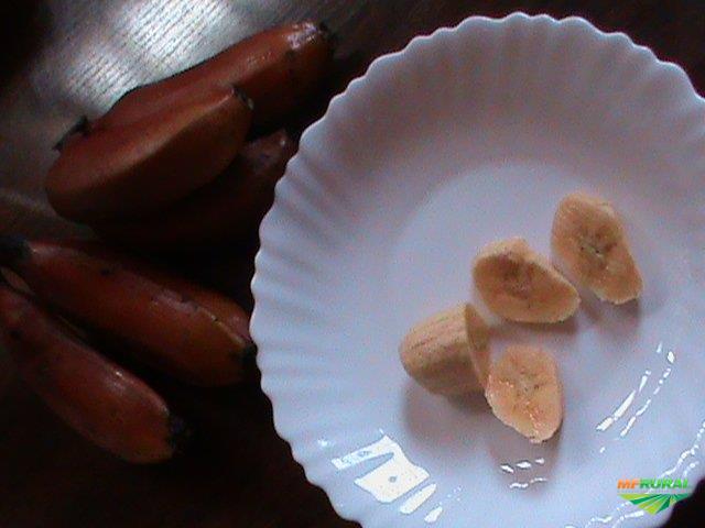 Muda de banana roxa (banana São Tomé) em São Paulo SP Vender Com