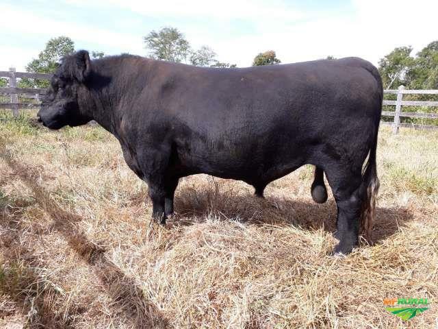 Touro Aberdeen | Preço Venda Compra - MF Rural