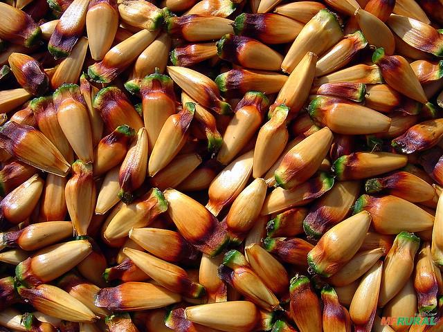 Pinhão à venda com preço Pinhão