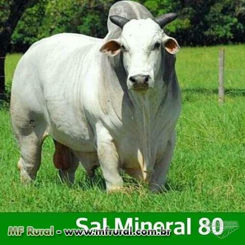 Sal Mineral 80 Goiás Nutrição Animal em Goiânia GO à venda. 208072