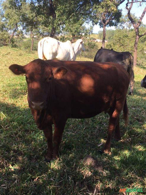 Vaca Angus em Minas Gerais | Preço Venda Compra - MF Rural