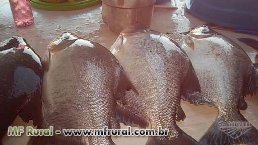 Vendo Peixe Tabatinga em Cuiabá MT à venda. Compre direto 208776