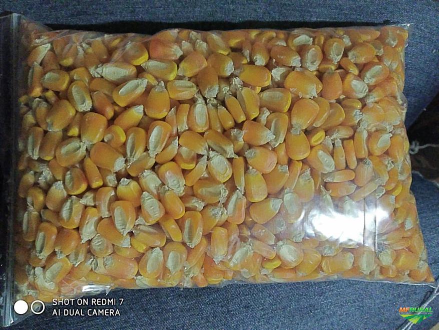 Semente Milho | Preço Venda Compra - MF Rural