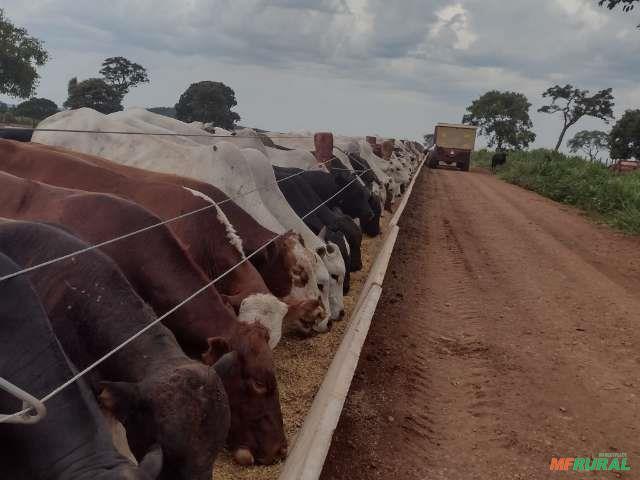 Bbc Bred Porn | Preço Venda Compra - MF Rural