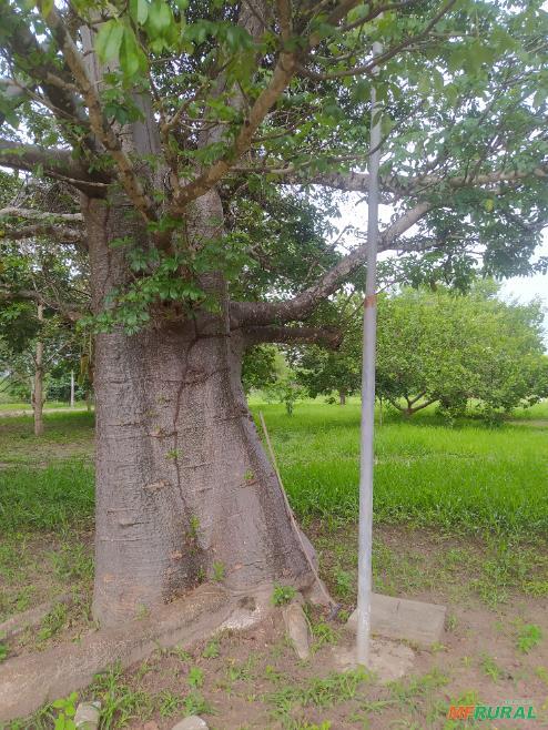 Samaúma, A Rainha da Floresta & Baobá, O Gigante Africano em 860104