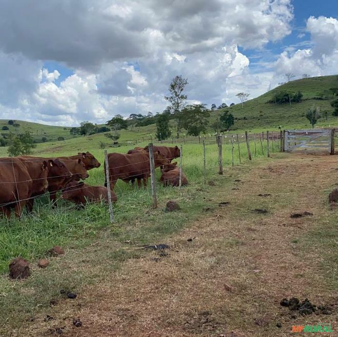 Venda de Femeas E Machos Senepol Po em São João do Ivaí PR à 711932