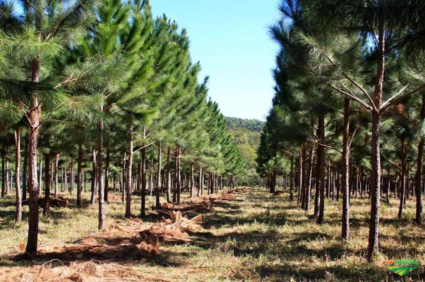 Procuro Terras Para Plantio de Pinus em Barra do Chapéu SP à 369756