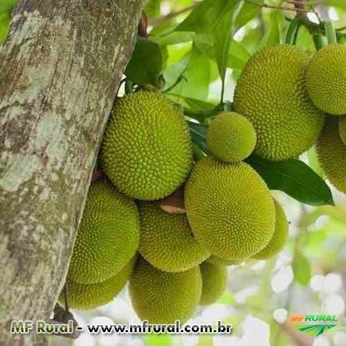 Muda de Mini Jaca feita de semente em Salto Grande SP Vender