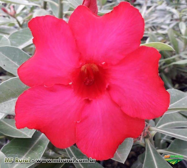 Muda de Rosa do Deserto Mana Rosa Ev-25 em Salto Grande SP à 328627