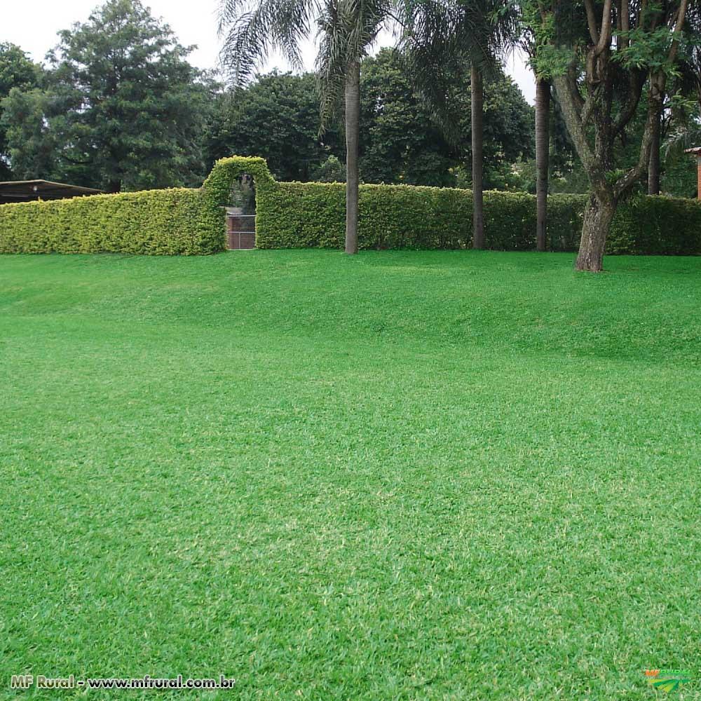 Sementes de Grama Bermuda Grass 3G - Tsv Sementes Linha Jardim 356975