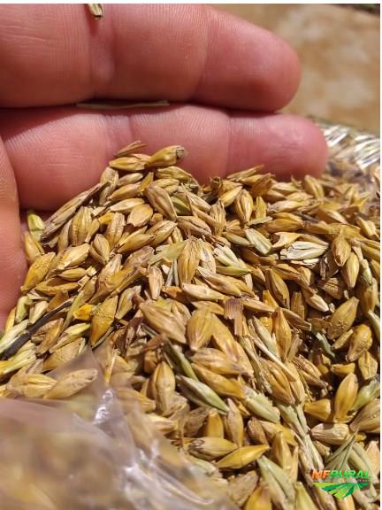 Resíduo de Cevada em Tibagi PR à venda. Compre direto do vendedor 344948