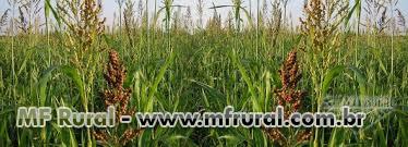 Semente de Capim Sudao Ipa Sudan 4202 em Lagoa dos Três Cantos 217075