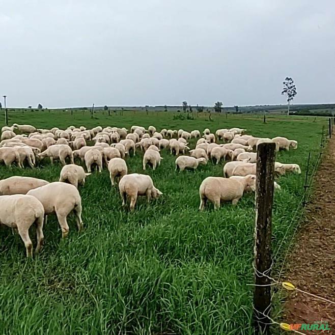 Borregas Texel E Ile de France em Paranavaí PR à venda. Compre 436752