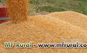 Milho Safra/2016 em Primavera do Leste MT à venda. Compre direto 220554