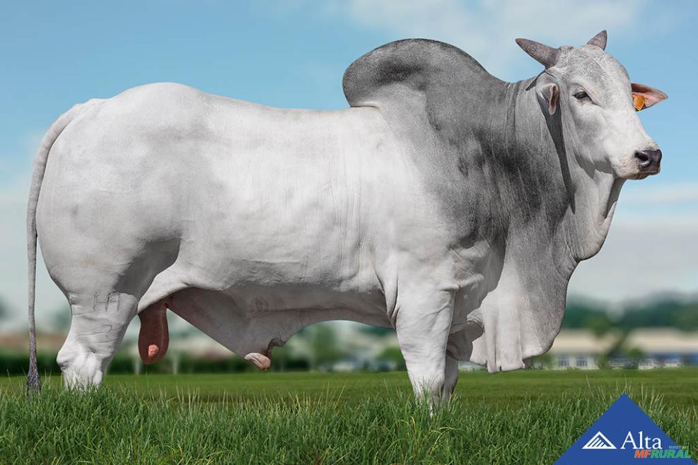 Alta Bovinos - Animais | Preço Venda Compra - MF Rural