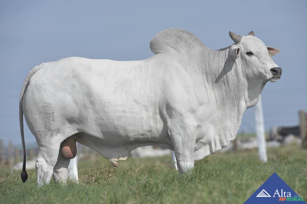 Nice em São Paulo | Preço Venda Compra - MF Rural
