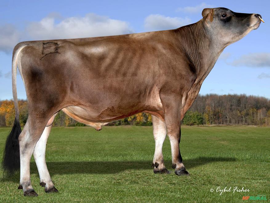 Sêmen Peak Riverdale em Marília SP à venda. Compre direto 807430