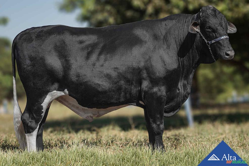 Sêmen Donald Hancock da Juluca em Marília SP à venda. Compre 807931