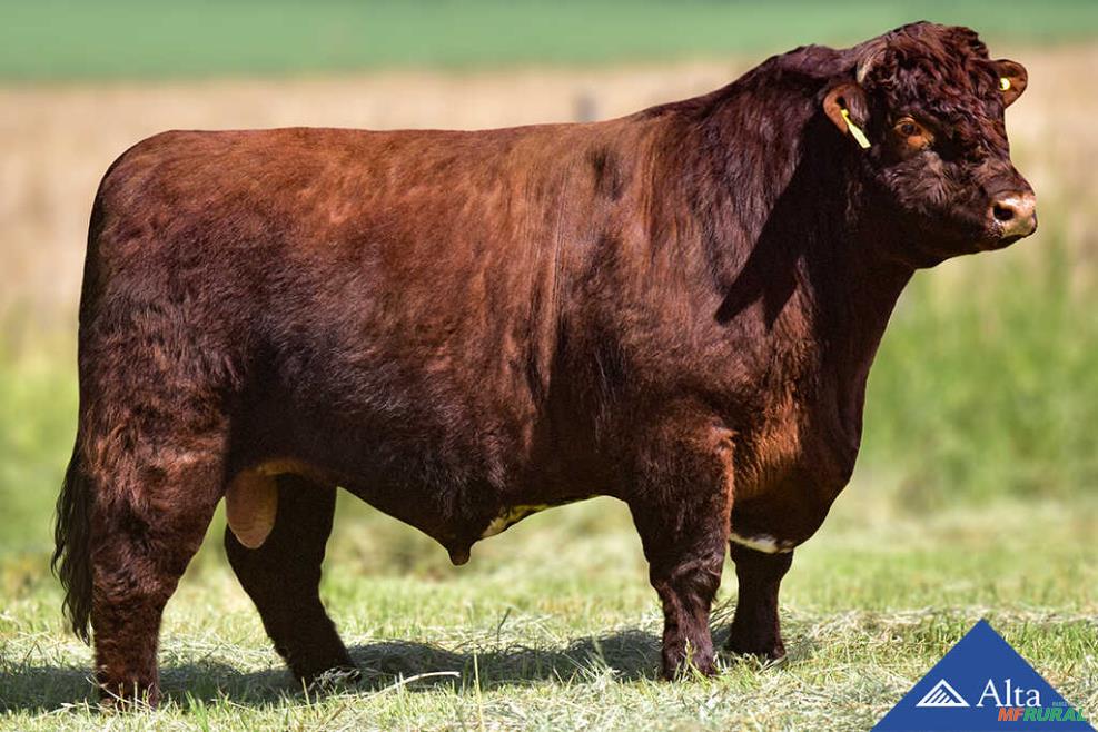 Contas Blue Lock Rivals Don Lorenzp - Animais | Preço Venda