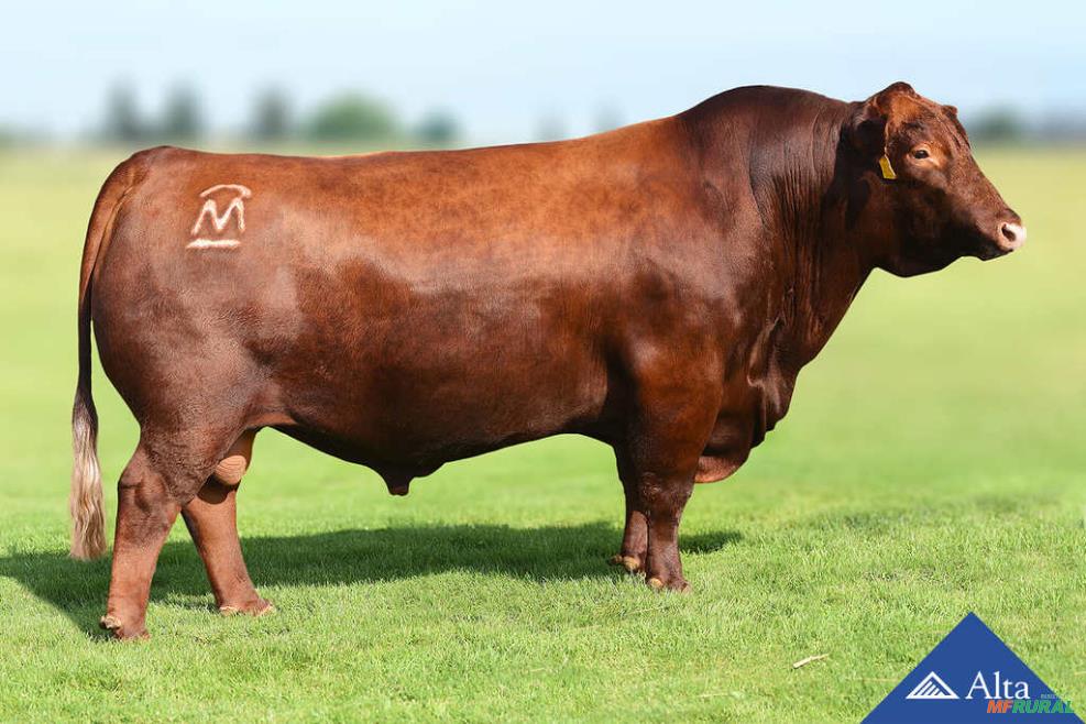 Sêmen Mushrush Topper em Marília SP à venda. Compre direto 809762