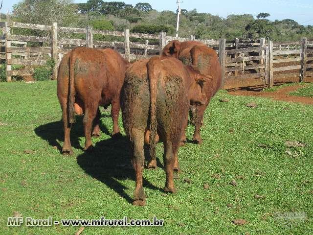 Touro Angus | Preço Venda Compra - MF Rural