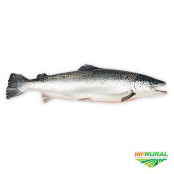 Salmão Fresco em Imbituba SC à venda. Compre direto do vendedor 359471